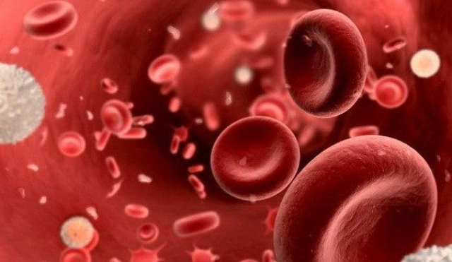 Šta su trombociti, njihova građa i koja im je uloga? | Priroda na dar ...